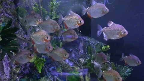 several shiny fish still in the aquarium... | Stock Video | Pond5