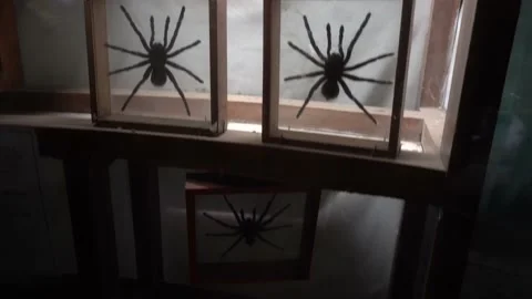 several spiders dissected and exposed in... | Stock Video | Pond5