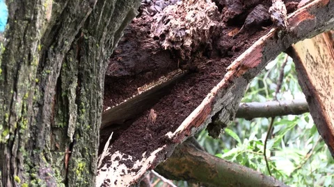 Severe thunderstorm and wind damage to h... | Stock Video | Pond5