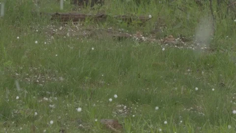 Weather Hail Stock Videos – Royalty-Free HD & 4K Videos | Pond5