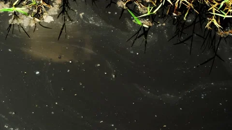 Sewage that has insects on the water sur... | Stock Video | Pond5