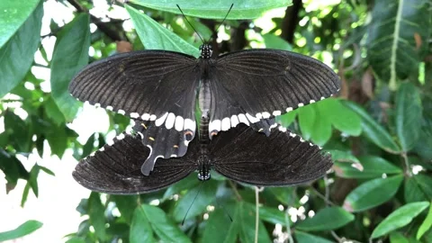 sex position of butterfly | Stock Video | Pond5