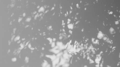 shadow leaf with blowing wind overlay on... | Stock Video | Pond5