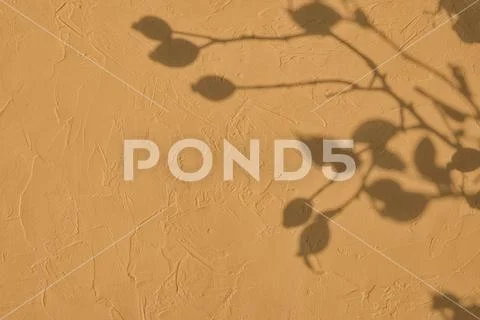 Photograph: Shadow of leaves on beige concrete wall texture background #200126627