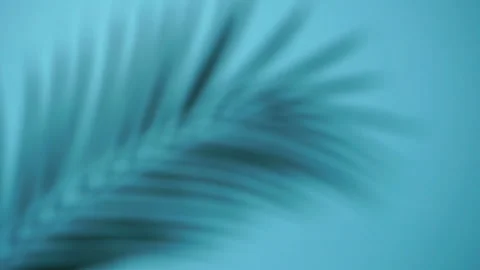 Tree Shadow Overlay Stock Videos – Royalty-Free HD & 4K Videos | Page 3