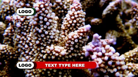 Ae Lower Thirds After Effects Templates ~ Projects | Page 7