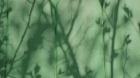 Shadow of tree branches falls on green b... | Stock Video | Pond5