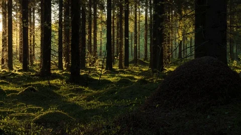 Forest Timelapse Stock Video Footage | Royalty Free Forest Timelapse ...
