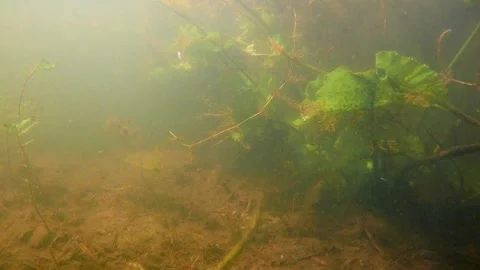 shallow freshwater river, yellow water-l... | Stock Video | Pond5