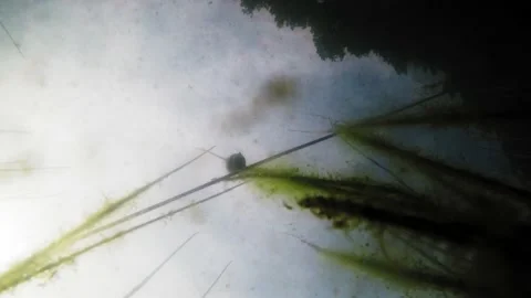 Shallow murky river water -Underwater, b... | Stock Video | Pond5