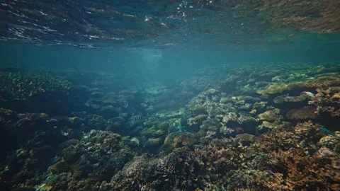 Shallow water with complex coral reef un... | Stock Video | Pond5