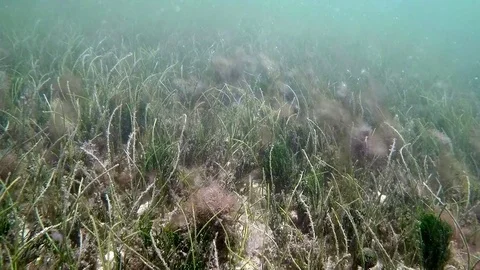Shallow water seaweed and light rays und... | Stock Video | Pond5