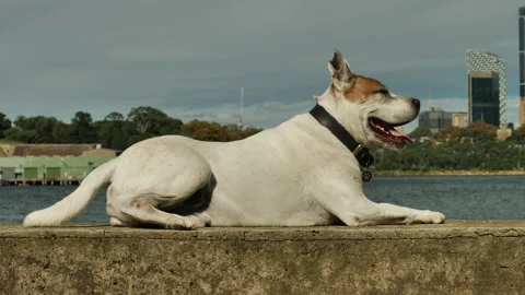 Shar Pei Staffy cross dog sat next to Sy... | Stock Video | Pond5