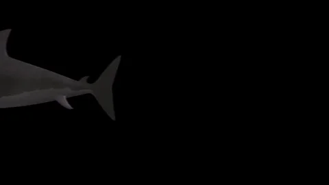 Shark Alpha Stock Video Footage | Royalty Free Shark Alpha Videos | Pond5