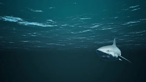 Attack Shark Perso Stock Videos – Royalty-Free HD & 4K Videos