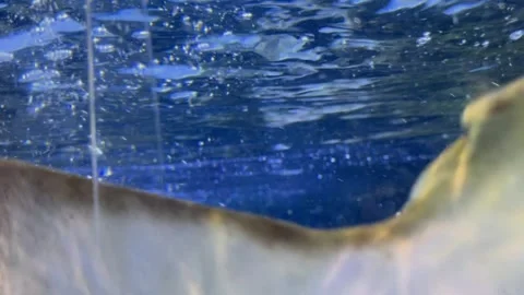 Shark Bite Graphic Stock Videos – Royalty-Free HD & 4K Videos | Pond5