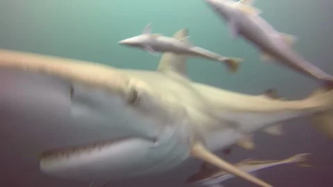 Shark bumps the camera | Stock Video | Pond5