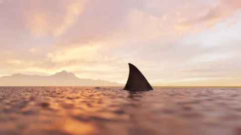 Shark fin moving swiftly at the surface ... | Stock Video | Pond5