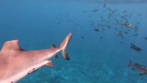 Shark Finning Stock Videos – Royalty-Free HD & 4K Videos | Pond5