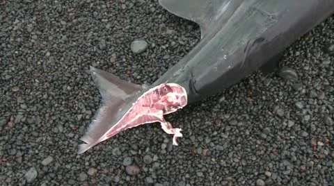 shark fins cut off - shark finning Indon... | Stock Video | Pond5