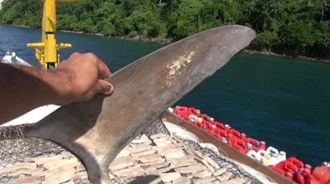 Finning Stock Footage ~ Royalty Free Stock Videos | Pond5