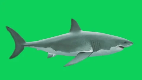 Shark Green Screen Stock Videos – Royalty-Free HD & 4K Videos | Pond5