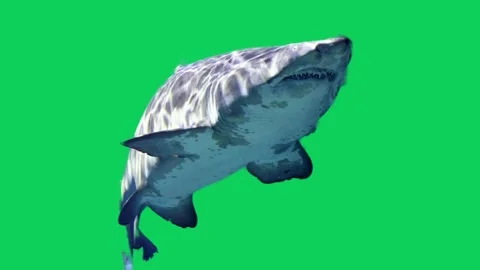 shark fish green screen chroma key. | Stock Video | Pond5
