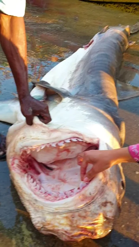 shark in fish market in Sri Lanka fisher... | Stock Video | Pond5