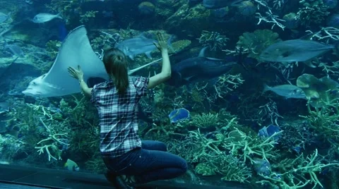 Girl Sharking Stock Videos – Royalty-Free HD & 4K Videos