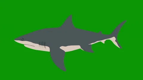 A shark on green background and screen g... | Stock Video | Pond5