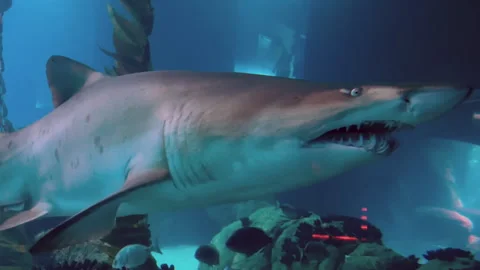 Shark Jaw Stock Footage ~ Royalty Free Stock Videos | Pond5