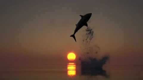 Shark Jump Stock Video Footage | Royalty Free Shark Jump Videos | Pond5