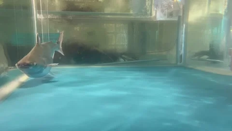 Shark Tank Stock Footage ~ Royalty Free Stock Videos | Pond5