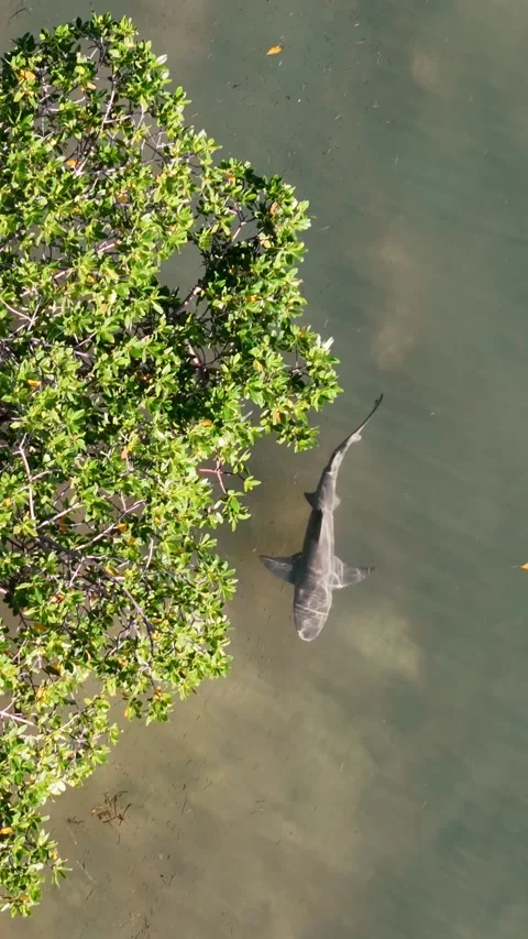 Shark Mangroves Miami FL Aerial 2025 | Stock Video | Pond5