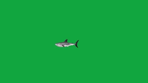 Shark Green Screen Stock Footage ~ Royalty Free Stock Videos | Page 2