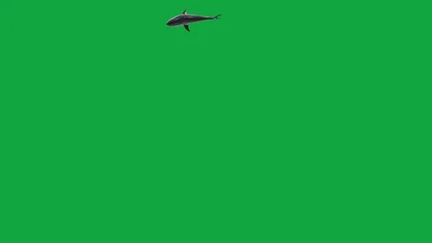 Shark motion graphics with green screen ... | Stock Video | Pond5