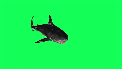 Shark Green Screen Stock Footage ~ Royalty Free Stock Videos | Page 2