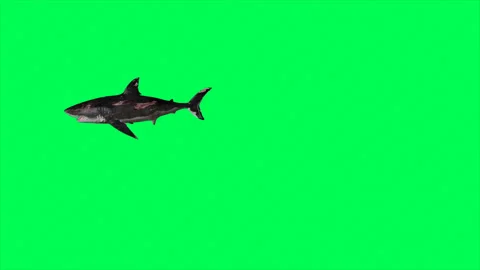 Shark Green Screen Stock Footage ~ Royalty Free Stock Videos | Page 2