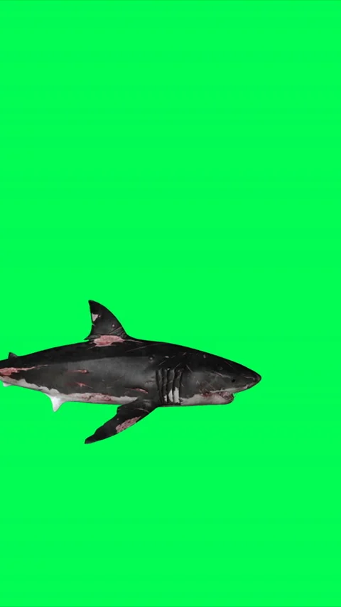 Shark Green Screen Stock Footage ~ Royalty Free Stock Videos | Pond5