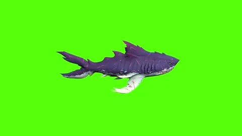 Shark Green Screen Stock Footage ~ Royalty Free Stock Videos | Pond5