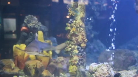 Shark Tank Sharfks Stock Videos – Royalty-Free HD & 4K Videos | Page 4