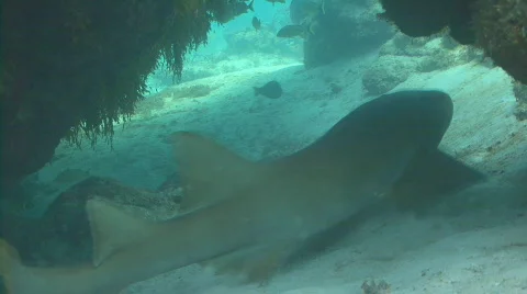 Short The Swimming Stock Videos – Royalty-Free HD & 4K Videos | Pond5