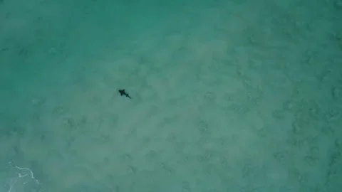 Shark Swimming Video Stock Videos – Royalty-Free HD & 4K Videos | Page 5