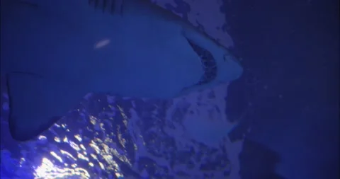 Shark Tank Sharfks Stock Videos – Royalty-Free HD & 4K Videos | Page 4