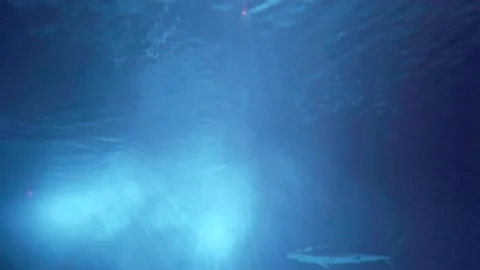 Shark Swimming Video Stock Videos – Royalty-Free HD & 4K Videos | Page 5