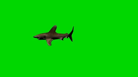 Shark swims - seperated on green screen | Stock Video | Pond5