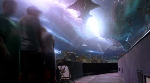 Shark Tank Sharfks Stock Videos – Royalty-Free HD & 4K Videos | Page 4