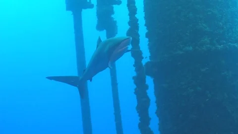 Oil Rig Gulf Of Mexico Stock Video Footage | Royalty Free Oil Rig Gulf ...