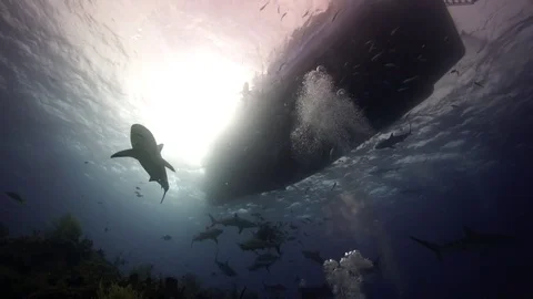 Sharks and diving boat in beautiful back... | Stock Video | Pond5