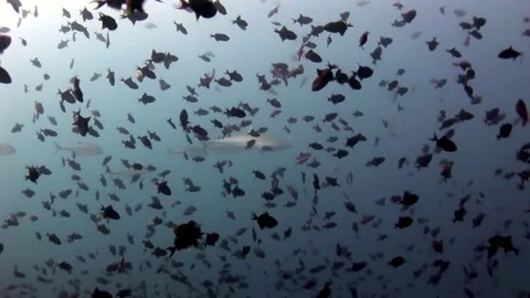 Sharks and tuna underwater on background... | Stock Video | Pond5